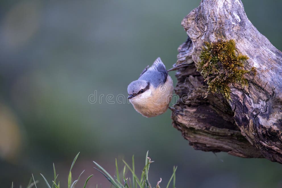Eurasian Nuthatch Perching on a Wooden Perch Stock Image - Image of blue, eating: 366296981