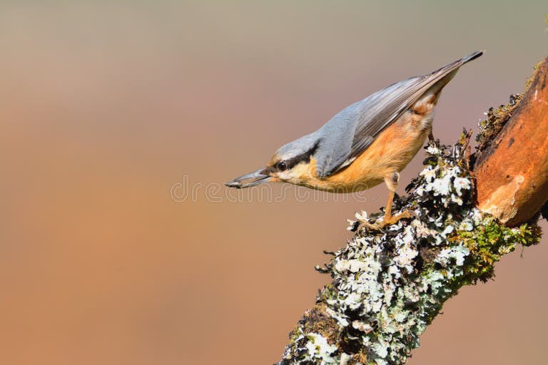 Eurasian Nuthatch with Pipe in the Beak. Stock Photo - Image of closeup ...