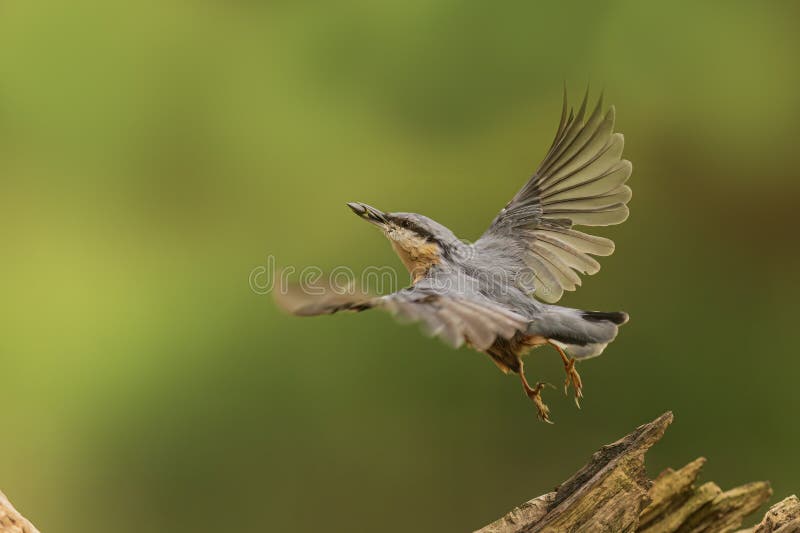 Eurasian Nuthatch, (Sitta Europaea) Flies Away with the Seed Stock ...