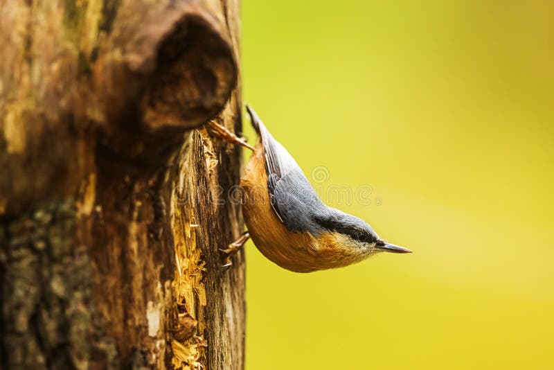 Eurasian Nuthatch, Sitta Europaea Looking Around on the Tree Stock ...
