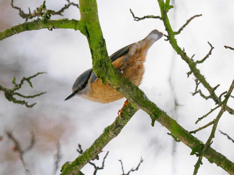 Eurasian Nuthatch (Sitta Europaea). Sitting on a Tree Branch Stock ...