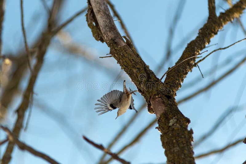 Eurasian Nuthatch Soaring Gracefully through the Sky Against a Backdrop ...