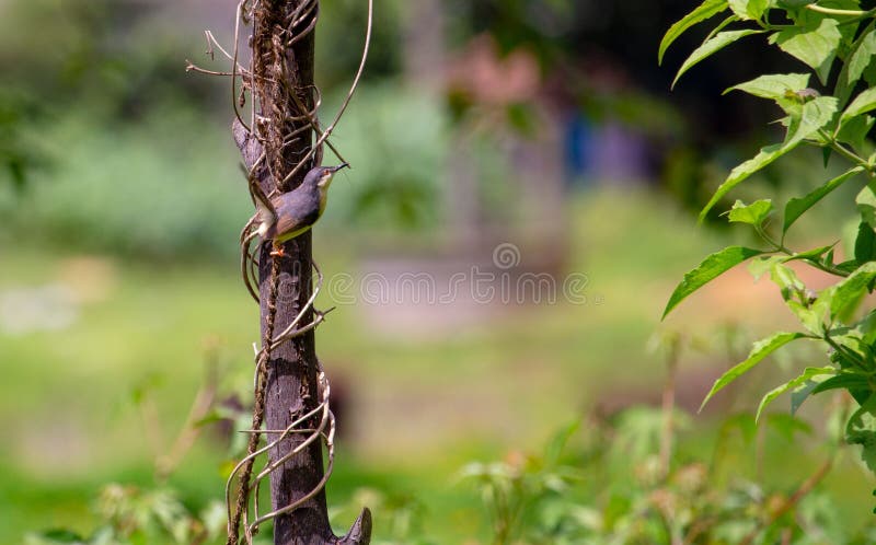 Eurasian Nuthatch Standing on a Barbed Wire Tree Stock Image - Image of ...