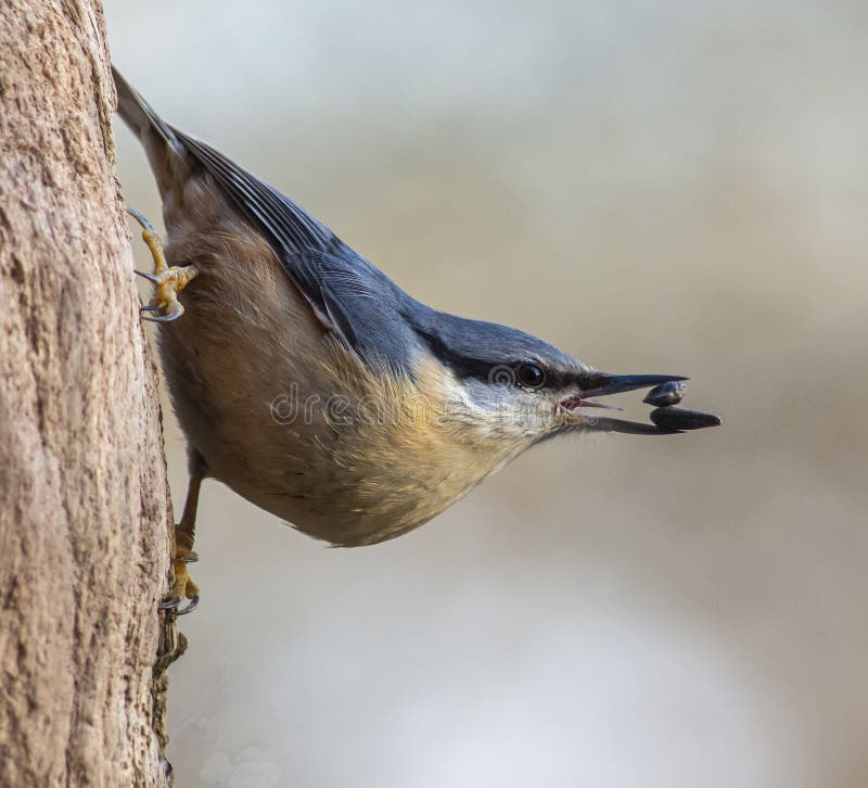 Eurasian Nuthatch with Sunflower Seeds Stock Photo - Image of beak ...