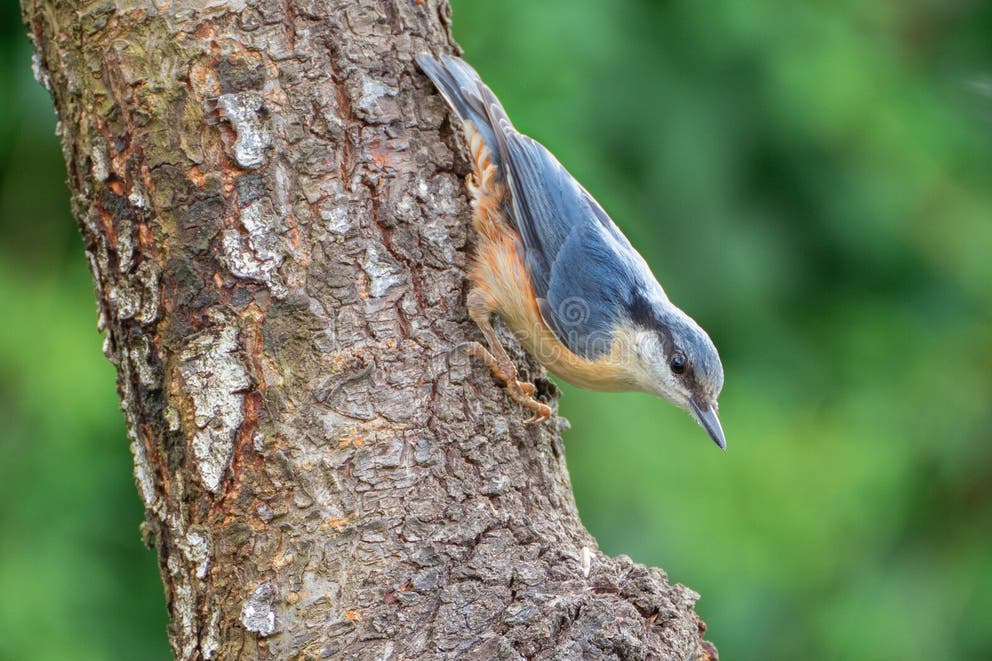 Eurasian Nuthatch on Tree during Summer Stock Photo - Image of peech ...