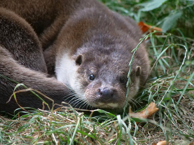 Eurasian Otter in Different Actions in Nature. Stock Image - Image of ...