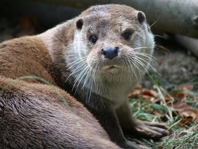 Eurasian Otter in Different Actions in Nature. Stock Image - Image of ...