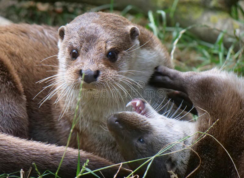 Eurasian Otter in Different Actions in Nature. Stock Image - Image of ...