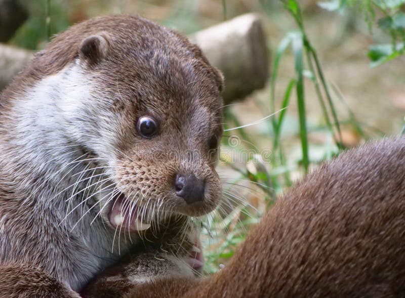 Eurasian Otter in Different Actions in Nature. Stock Photo - Image of ...