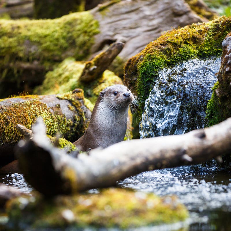 Eurasian Otter (Lutra Lutra) Stock Photo - Image of face, brown: 30996212