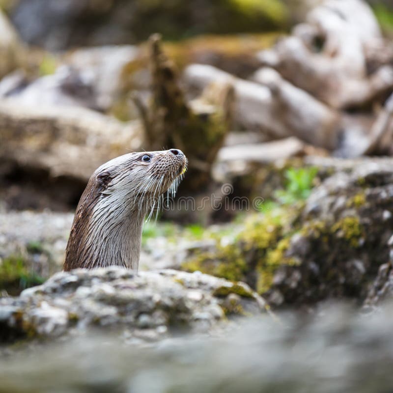 Eurasian Otter (Lutra Lutra) Stock Image - Image of beautiful, natural ...