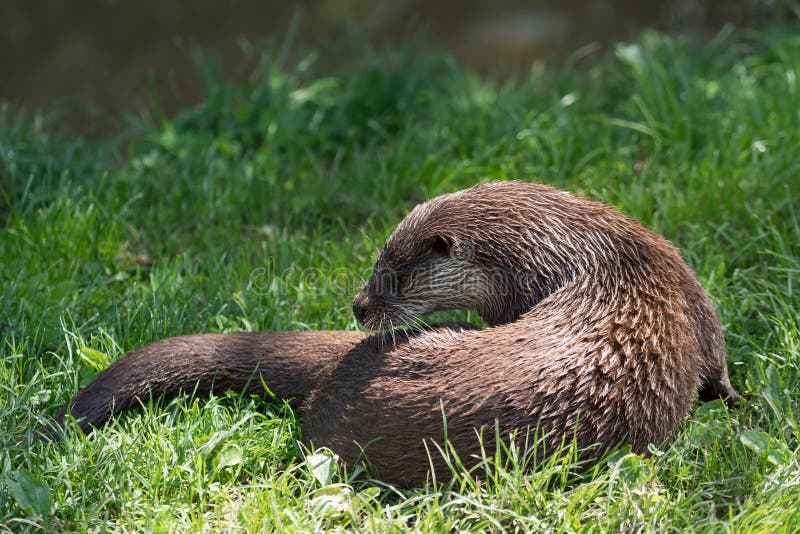 Eurasian Otter Lutra lutra stock image. Image of natural - 97641827