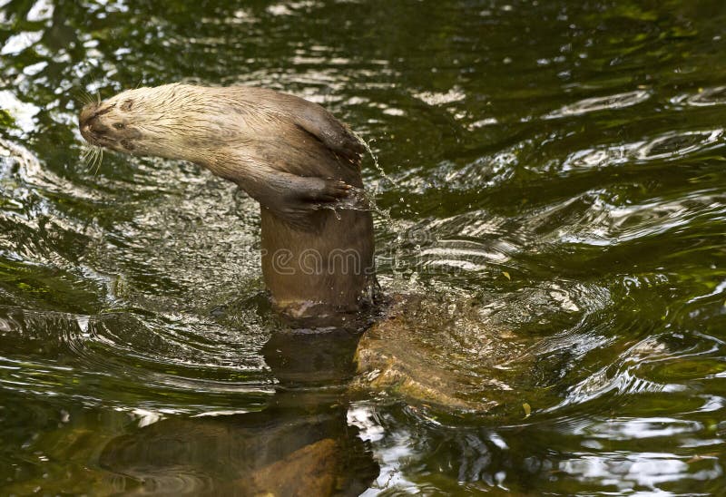 Eurasian Otter (Lutra Lutra) Stock Photo - Image of mammals, eurasian ...