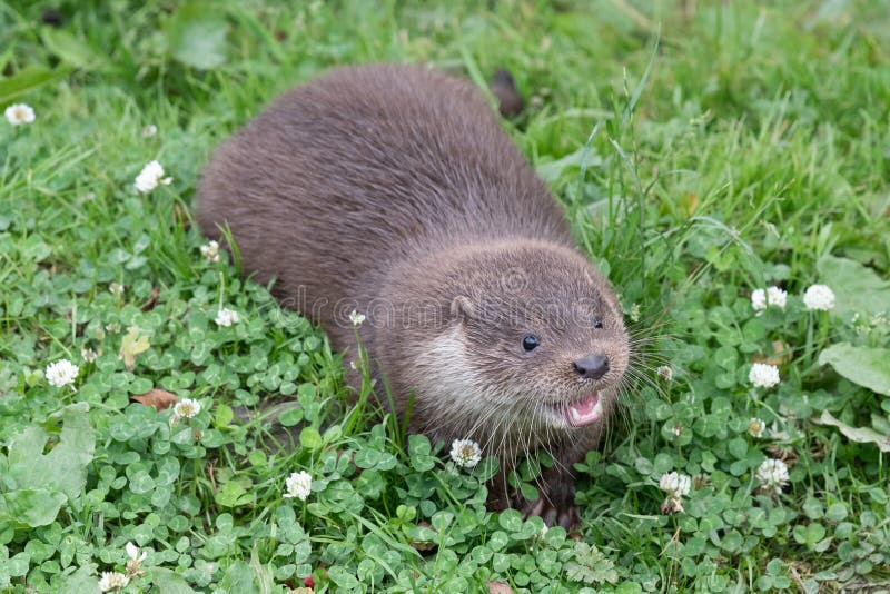 Eurasian otter lutra lutra stock image. Image of cute - 205730395