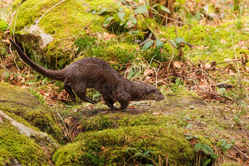Eurasian Otters (Lutra Lutra) Jumped Out of the Water Stock Photo ...