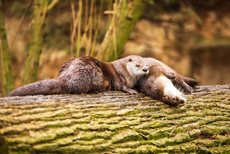 Eurasian Otters Lutra Lutra Two Animals are Resting on a Large Tree ...