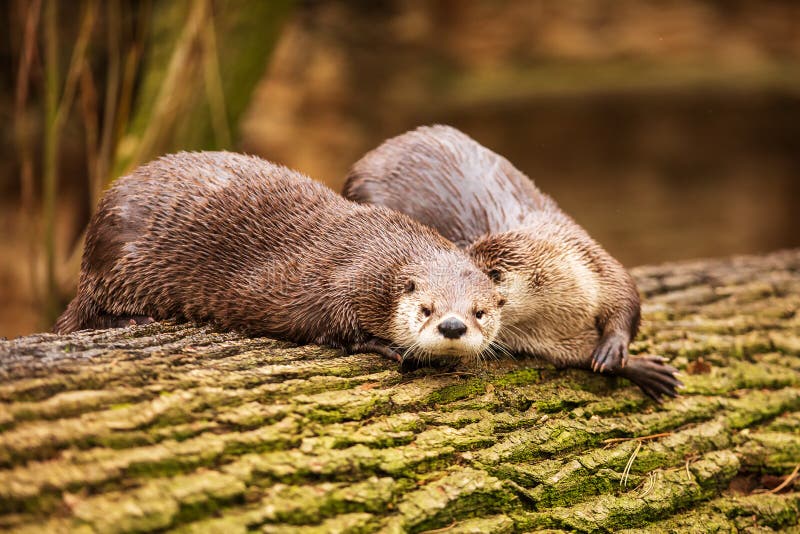 Eurasian Otters Lutra Lutra Two Animals on a Tree Trunk Playing Stock ...