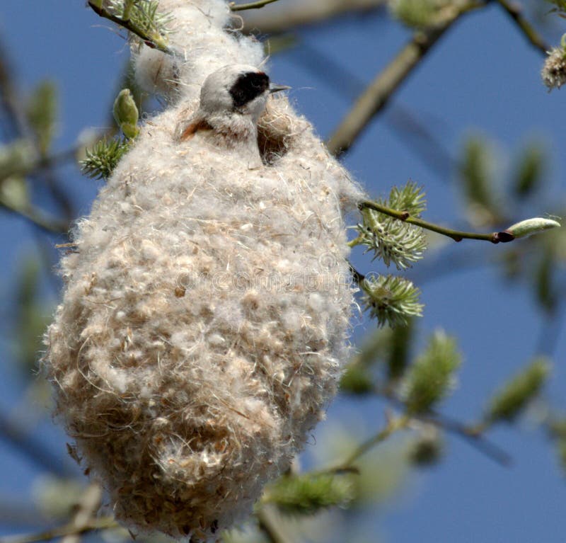 Eurasian Penduline Tit and His Nest Stock Image - Image of bird ...