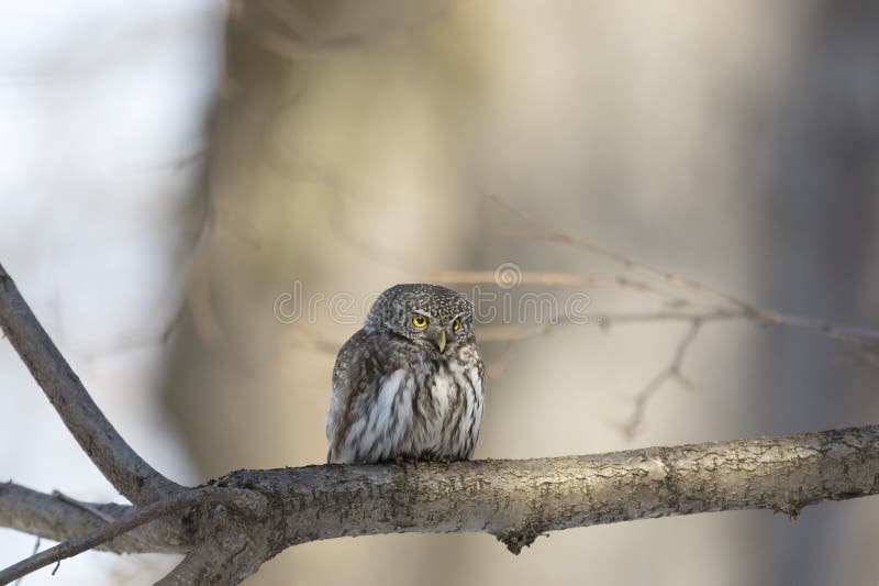 Eurasian Pygmy Owl Sitting on a Tree Branch in Spring Day Stock Photo ...