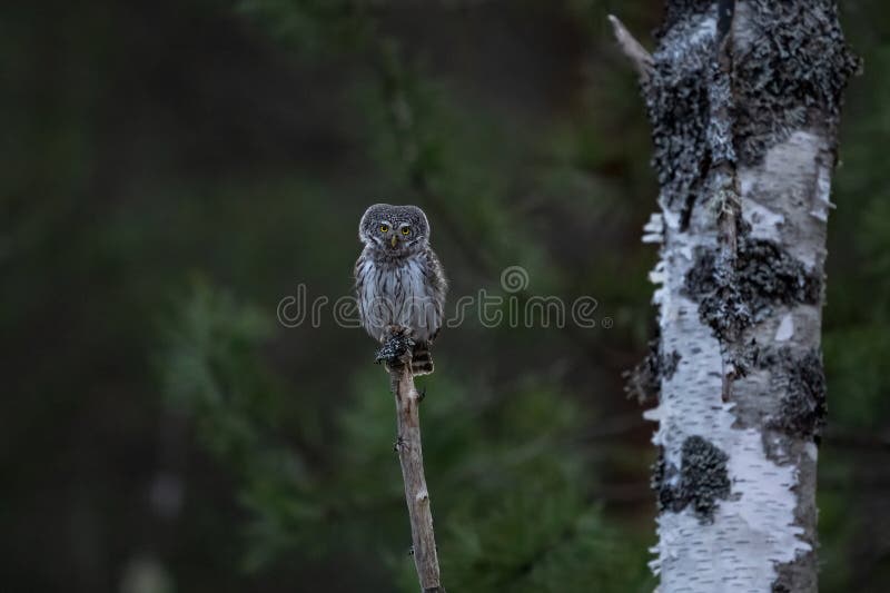 Eurasian Pygmy Owl on a Tree in the Forest Stock Image - Image of fast ...