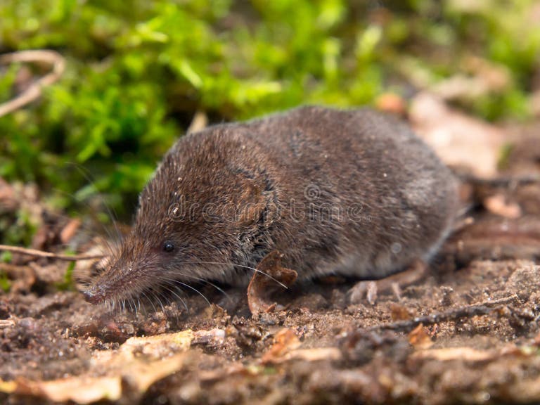 The Eurasian Pygmy Shrew stock image. Image of background - 25448589