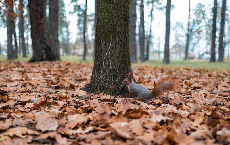 Red Squirrel with Autumn Leaves in Autumn Forest. Stock Image - Image ...