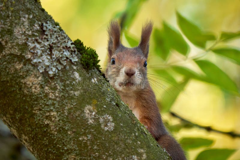 Eurasian Red Squirrel Closeup Stock Image - Image of mammal, curious ...