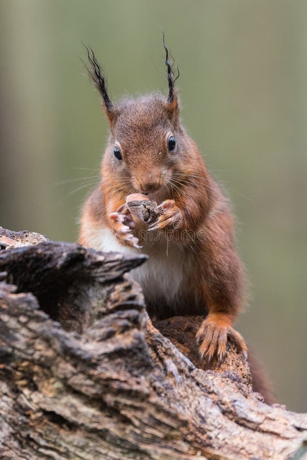 Eurasian red squirrel stock photo. Image of natural - 160340210