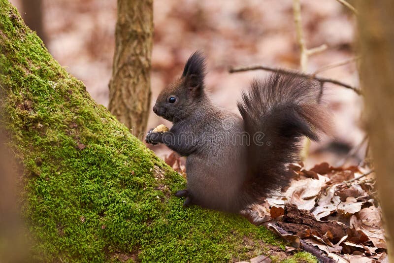 Eurasian Red Squirrel Eating Walnuts Stock Image - Image of rodent ...