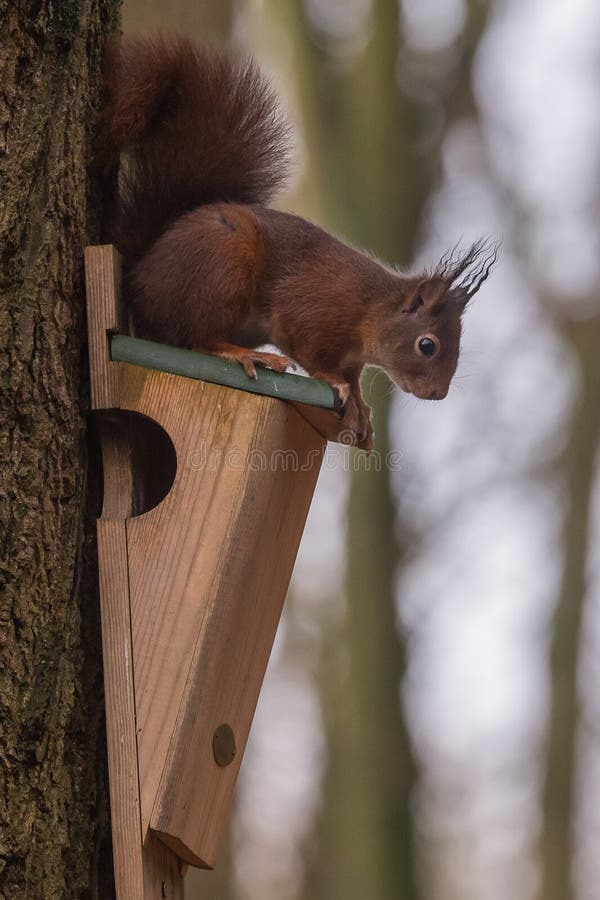 286 Red Squirrel Nest Stock Photos - Free & Royalty-Free Stock Photos ...