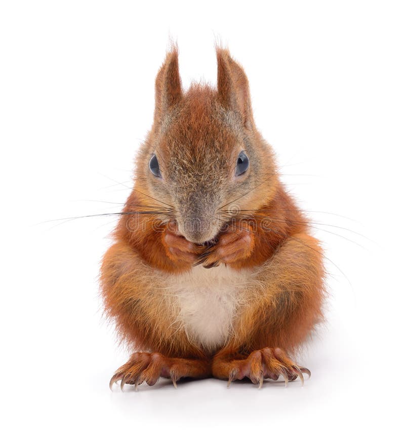 Eurasian red squirrel. stock image. Image of animals - 101194129