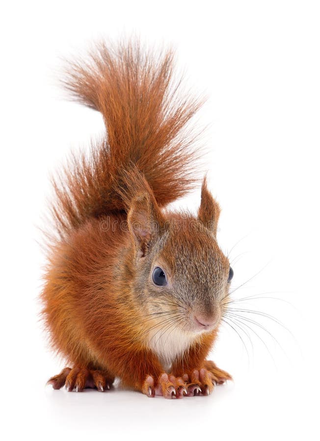 Eurasian red squirrel. stock image. Image of white, pets - 112299873