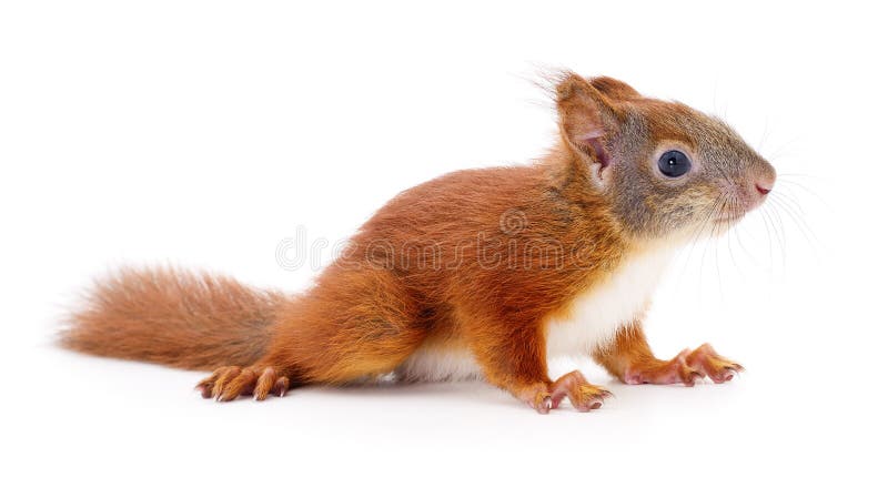Eurasian red squirrel. stock photo. Image of background - 115882596