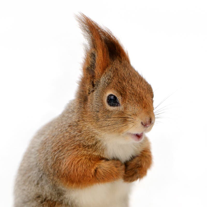 Eurasian Red Squirrel in Front of a White Background Stock Photo ...