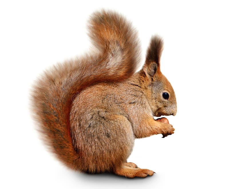 Eurasian Red Squirrel in Front of a White Background Stock Photo ...