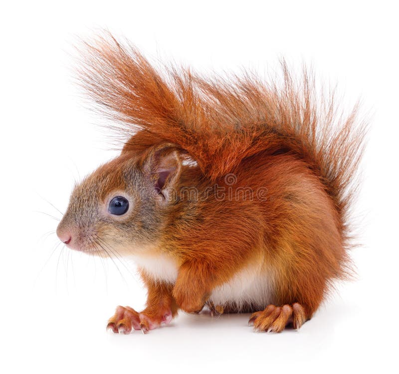 Eurasian red squirrel stock photo. Image of animals - 176553190