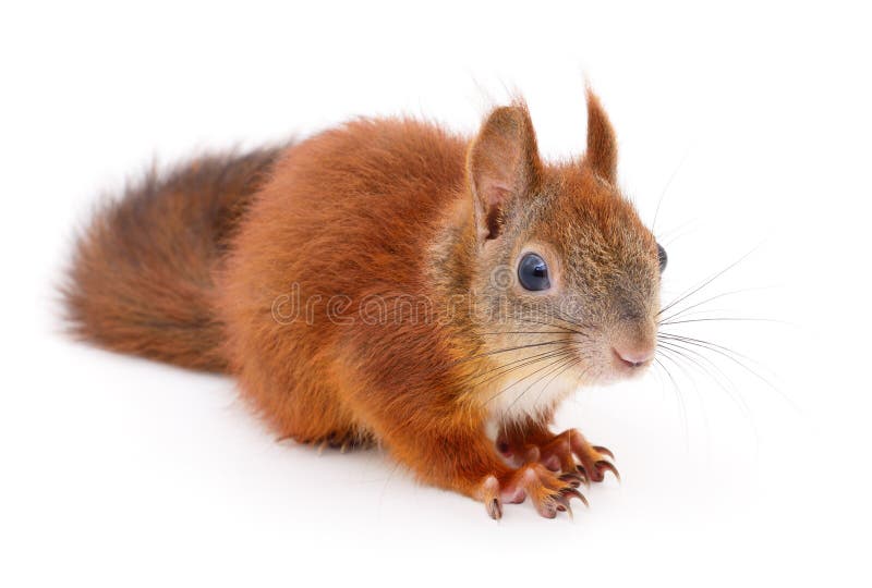 Eurasian red squirrel stock photo. Image of squirrel - 272226218