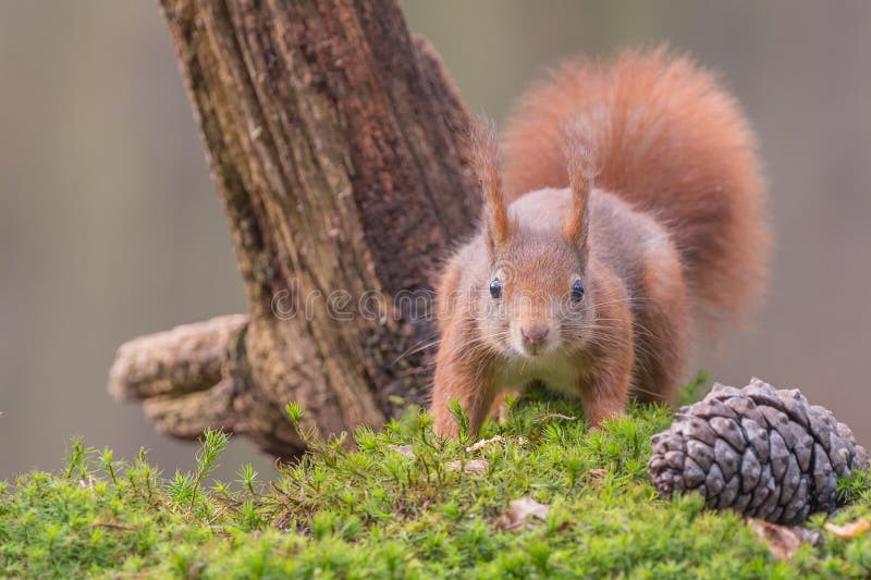 Eurasian red squirrel stock photo. Image of greedy, claws - 82877964