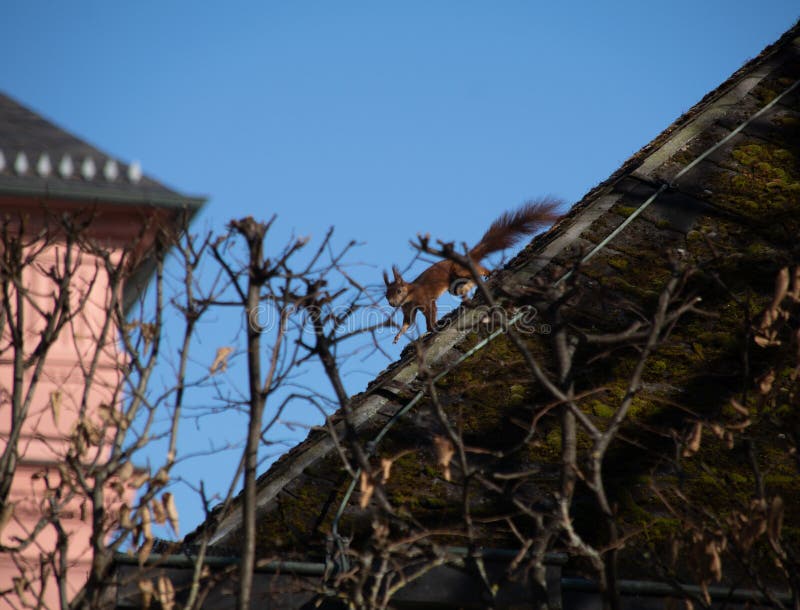 Squirrel on Roof stock image. Image of roof, tinroof - 55738043