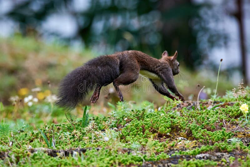 Squirrel running on a tree stock photo. Image of close - 237241626