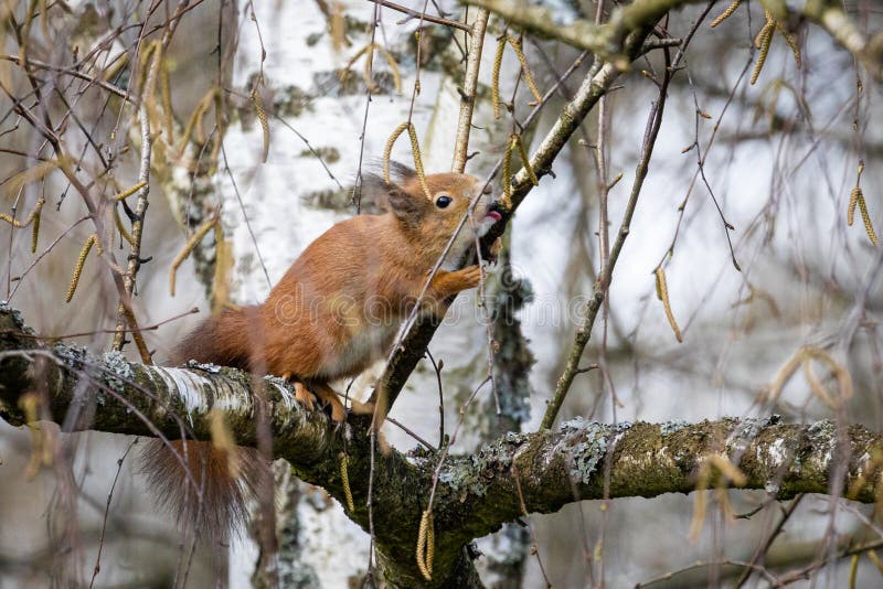 Eurasian Red Squirrel Sciurus Vulgaris Stock Image - Image of autumn ...