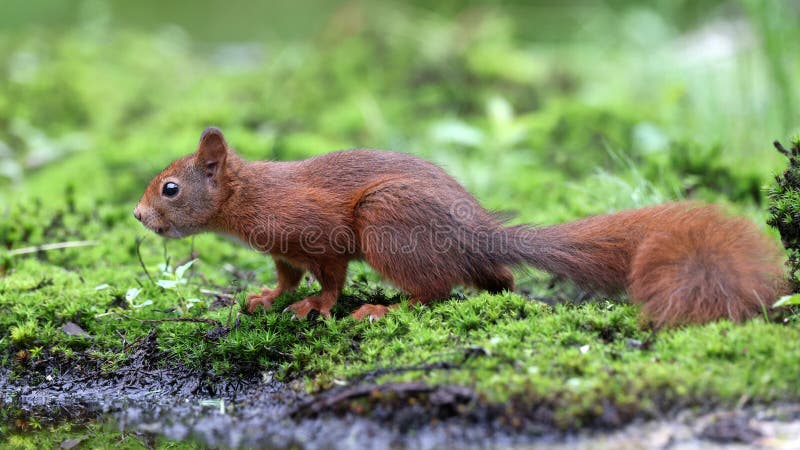 Eurasian red squirrel stock photo. Image of picturesque - 227492966
