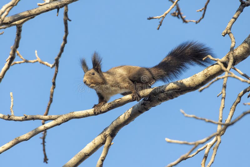 Eurasian Red Squirrel stock image. Image of wildlife - 365446441