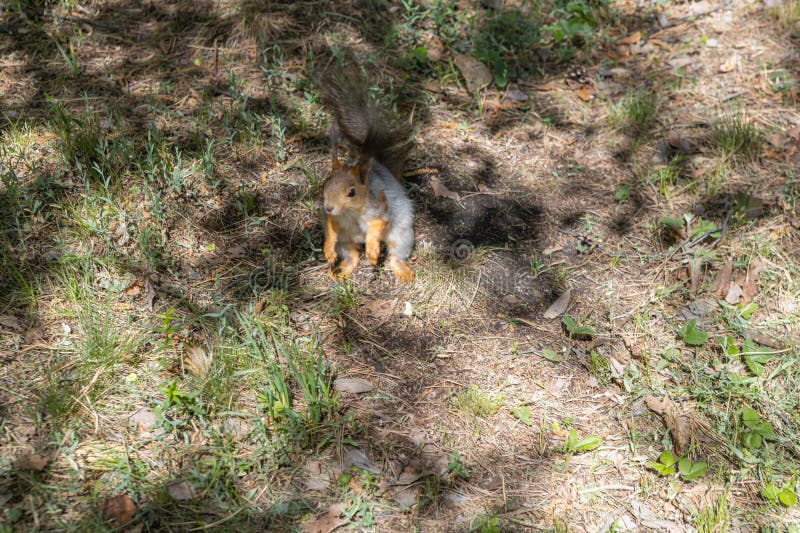 Eurasian Red Squirrel (Sciurus Vulgaris) Feeding on Nut Stock Photo ...