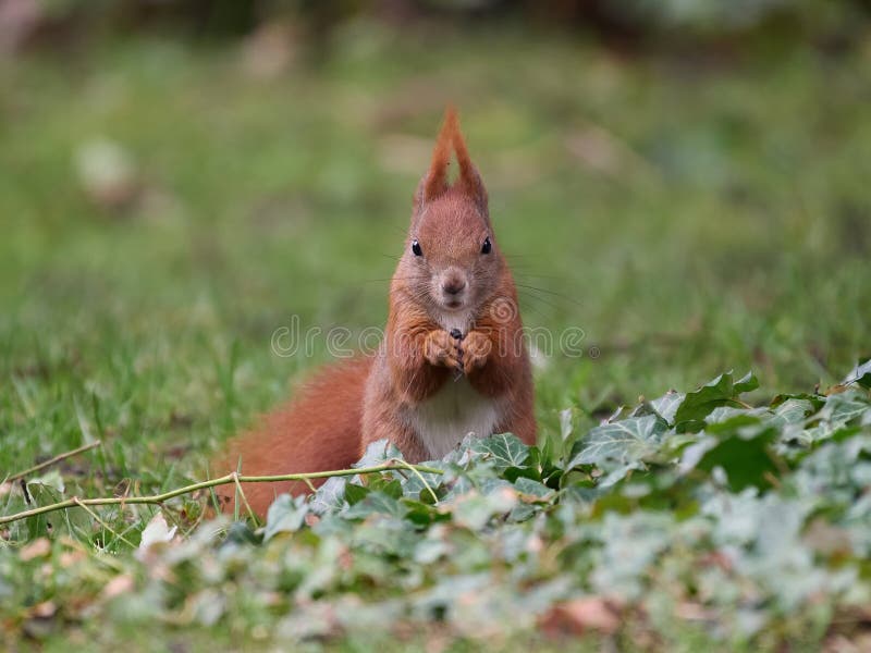 Eurasian Red Squirrel (Sciurus Vulgaris) Stock Photo - Image of ...