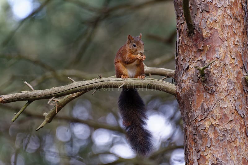 Eurasian Red Squirrel stock image. Image of rodentia - 130415409
