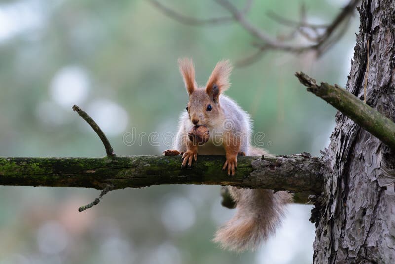 Eurasian Red Squirrel Sciurus Vulgaris Portrait in the Wild Stock Photo ...