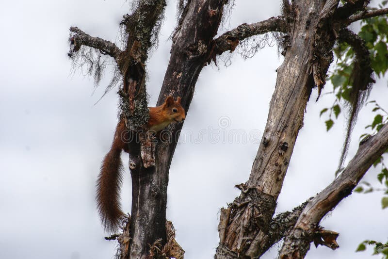 Eurasian Red Squirrel (Sciurus Vulgaris) Sitting on a Dead Tree Stock ...