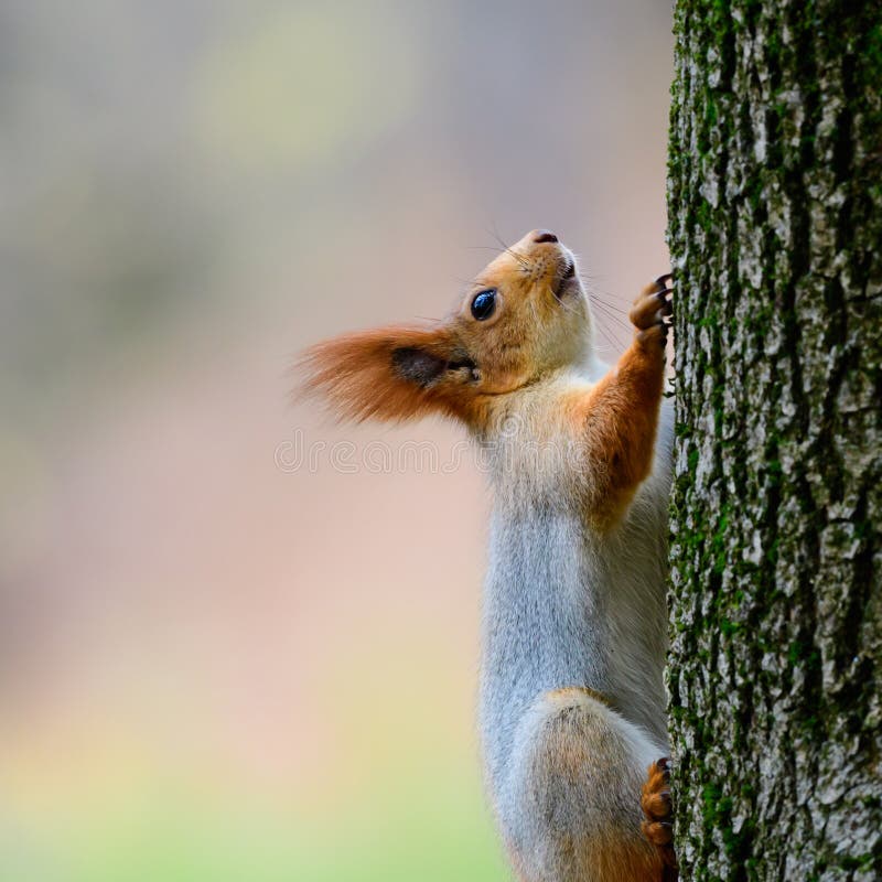 Eurasian Red Squirrel Sciurus Vulgaris in the Wild Stock Image - Image ...