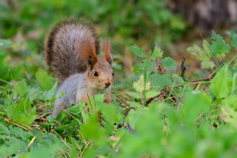Eurasian Red Squirrel Sciurus Vulgaris in the Wild Stock Photo - Image ...